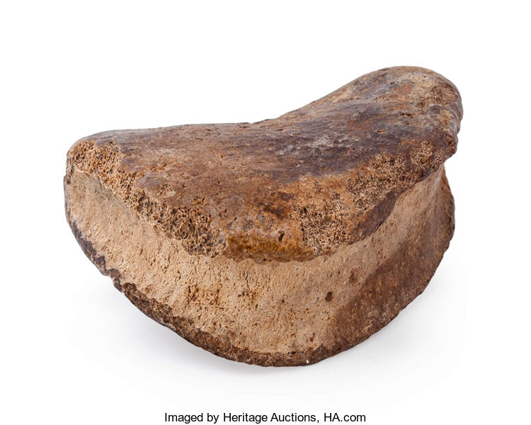 Hadrosaur toe bone – www.buyrealfossils.com
