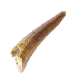 Pterosaurs -Taradactile Tooth – www.buyrealfossils.com